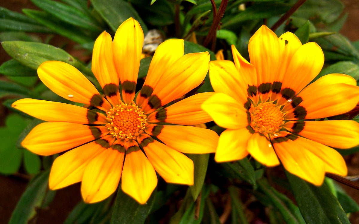 2000+ Fondos de pantalla - Flores HD | Fondos Gratis