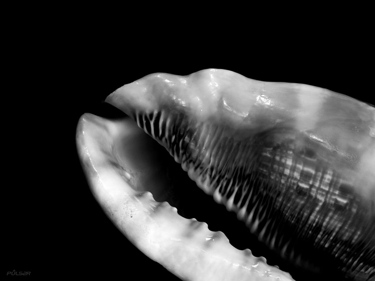 Amazing widescreen Shell, Animals, Molluscs background picture ...