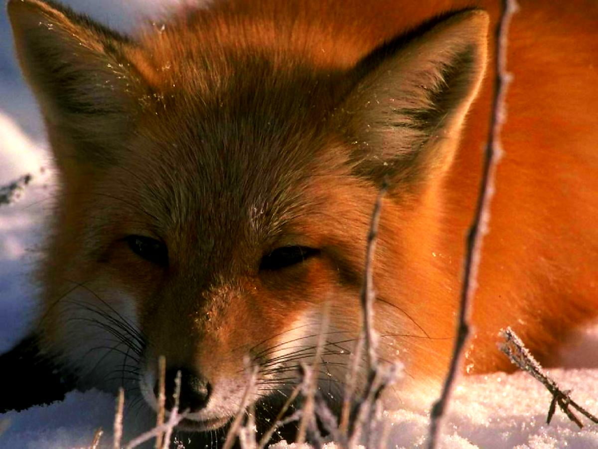 Kettu, Punainen Kettu, Villieläimet taustakuva | Parhaita Ilmaisia Kuvia