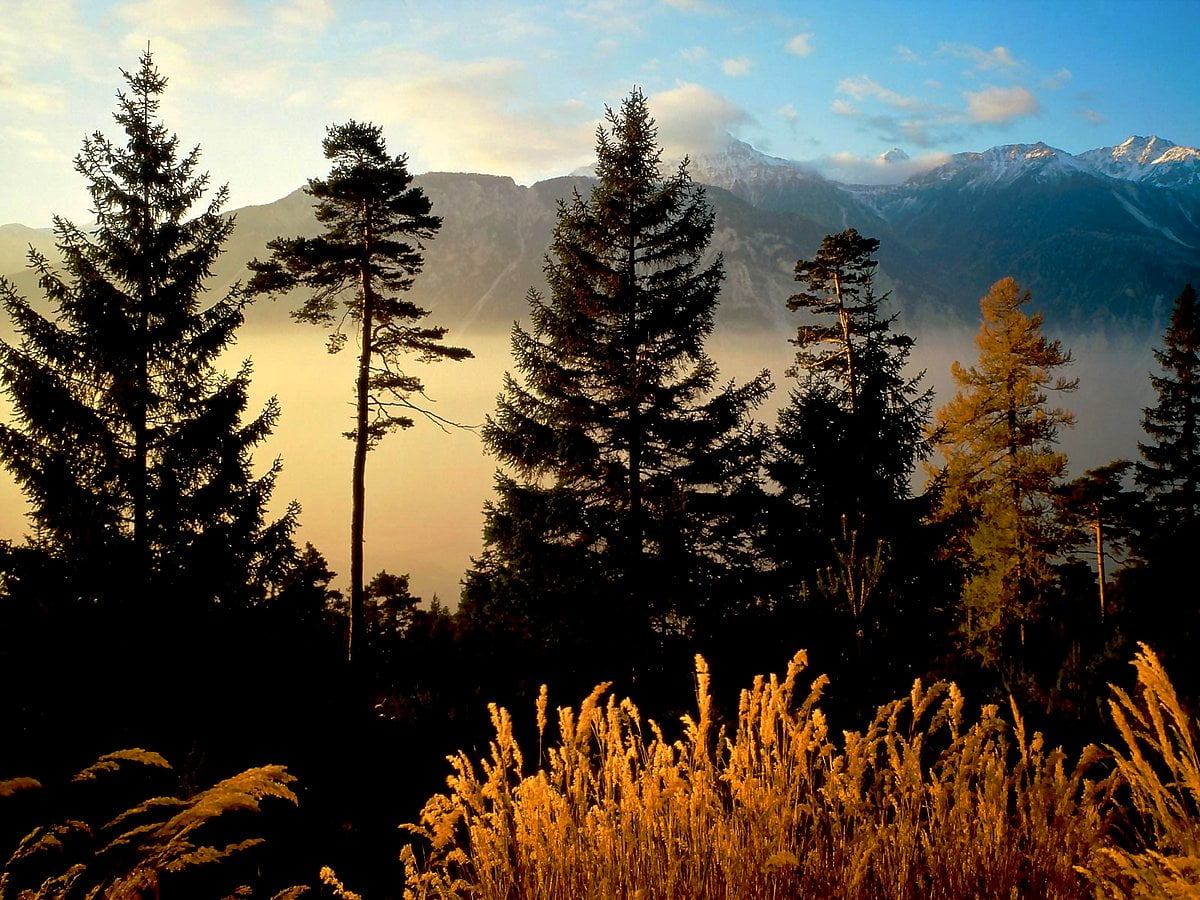 20+ Shortleaf black spruce wallpapers HD | Download Free backgrounds