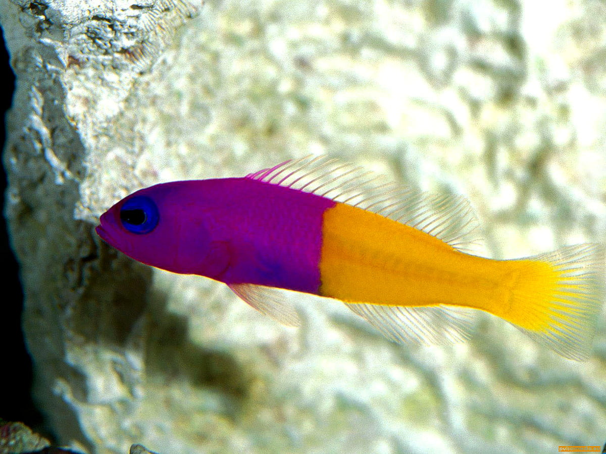 70+ Colourful fish wallpapers HD | Download Free backgrounds