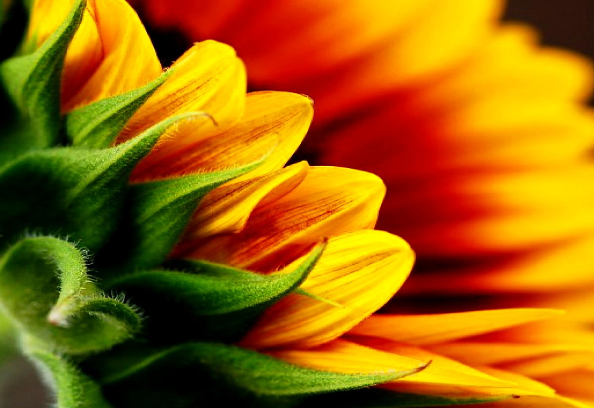100+ Fondos de pantalla - Girasol HD | Fondos Gratis