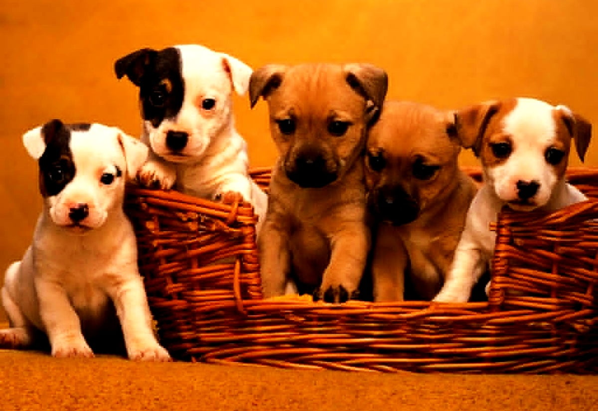 Fed Hunde, Hvalpe, Golden Retriever baggrundsbillede widescreen ...