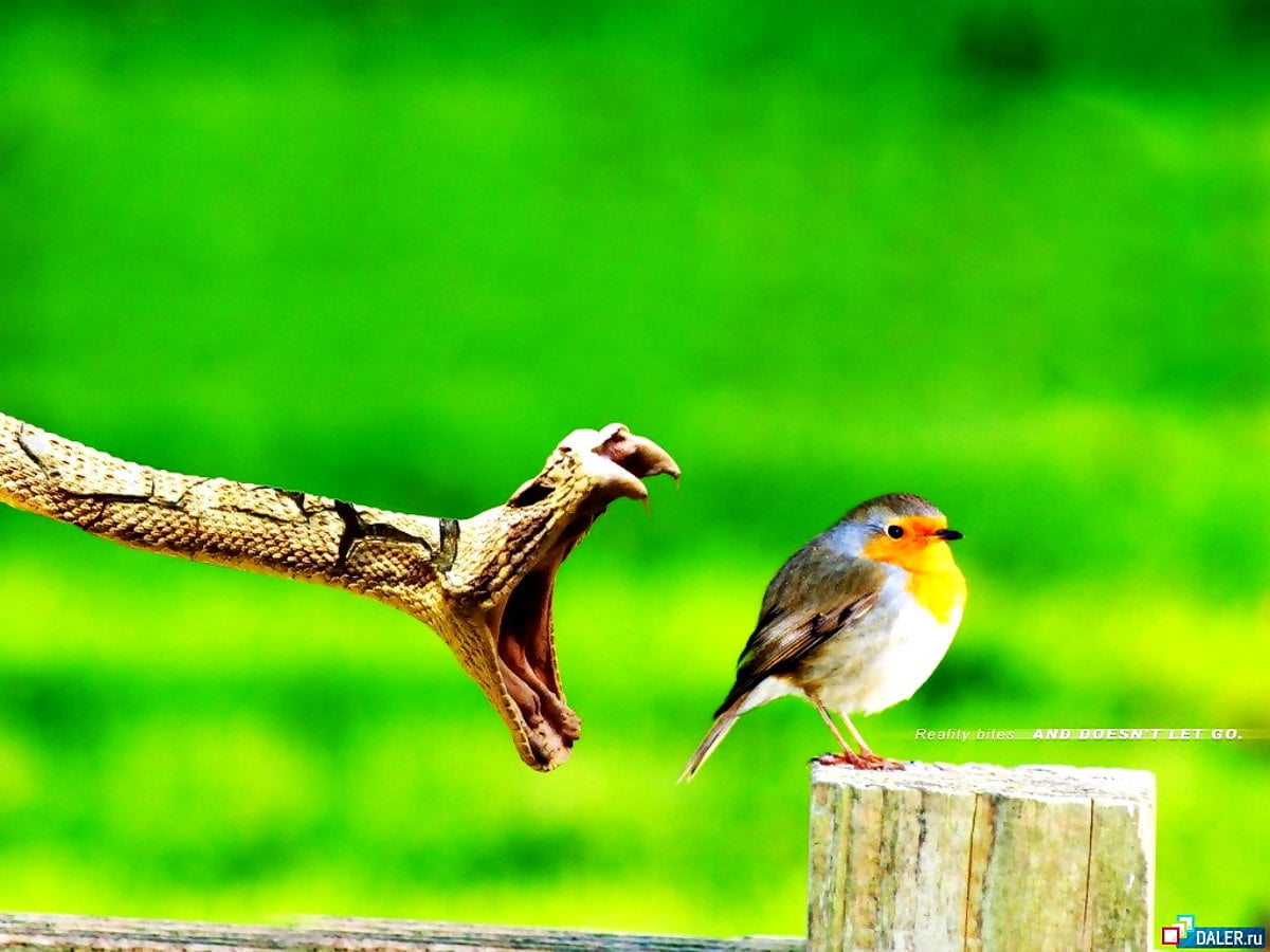European robin wallpapers HD | Download Free backgrounds