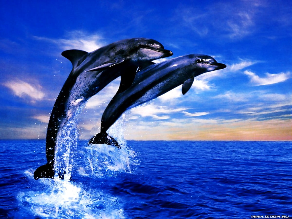 Fond D Ecran Dauphin