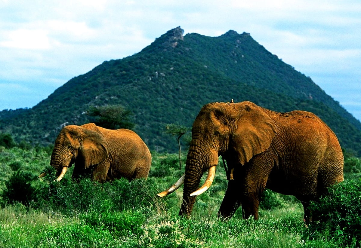 Bakgrunnsbilde Fantastiske Bilder, Elefant, Dyr widescreen | Gratis ...