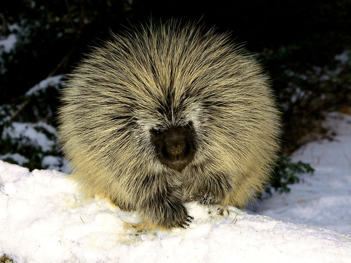 Porcupine, Dyreliv, Ny Verdens Pindsvin billede til baggrund | Bedste ...