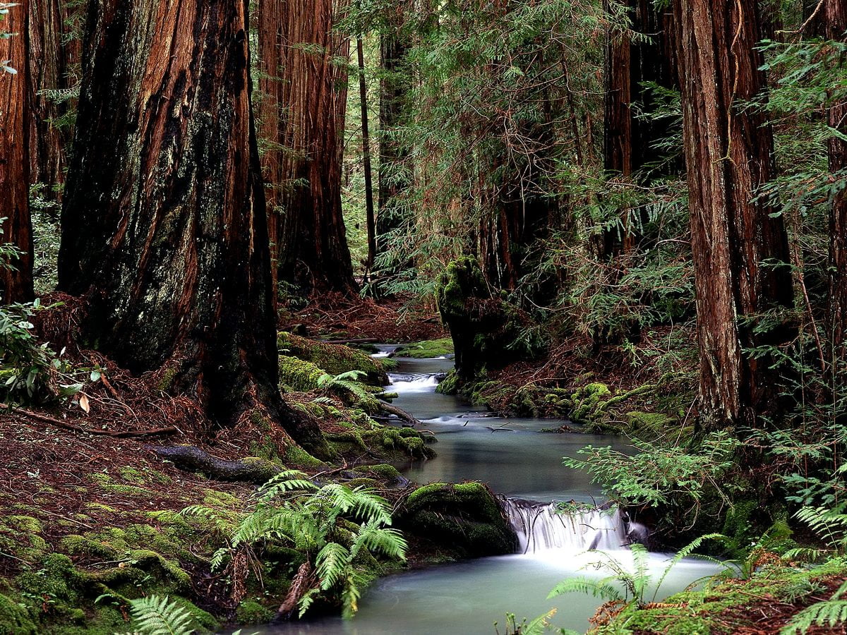 520+ Fonds d'écran Forêt HD |Télécharger Gratuitement