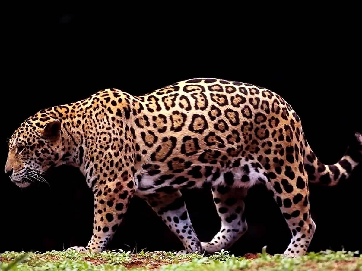 20+ African leopard wallpapers HD | Download Free backgrounds