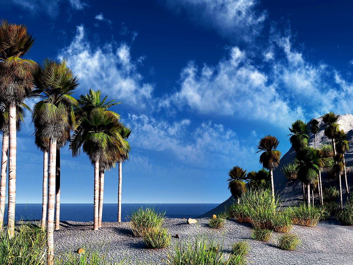 280+ Palm tree wallpapers HD | Download Free backgrounds