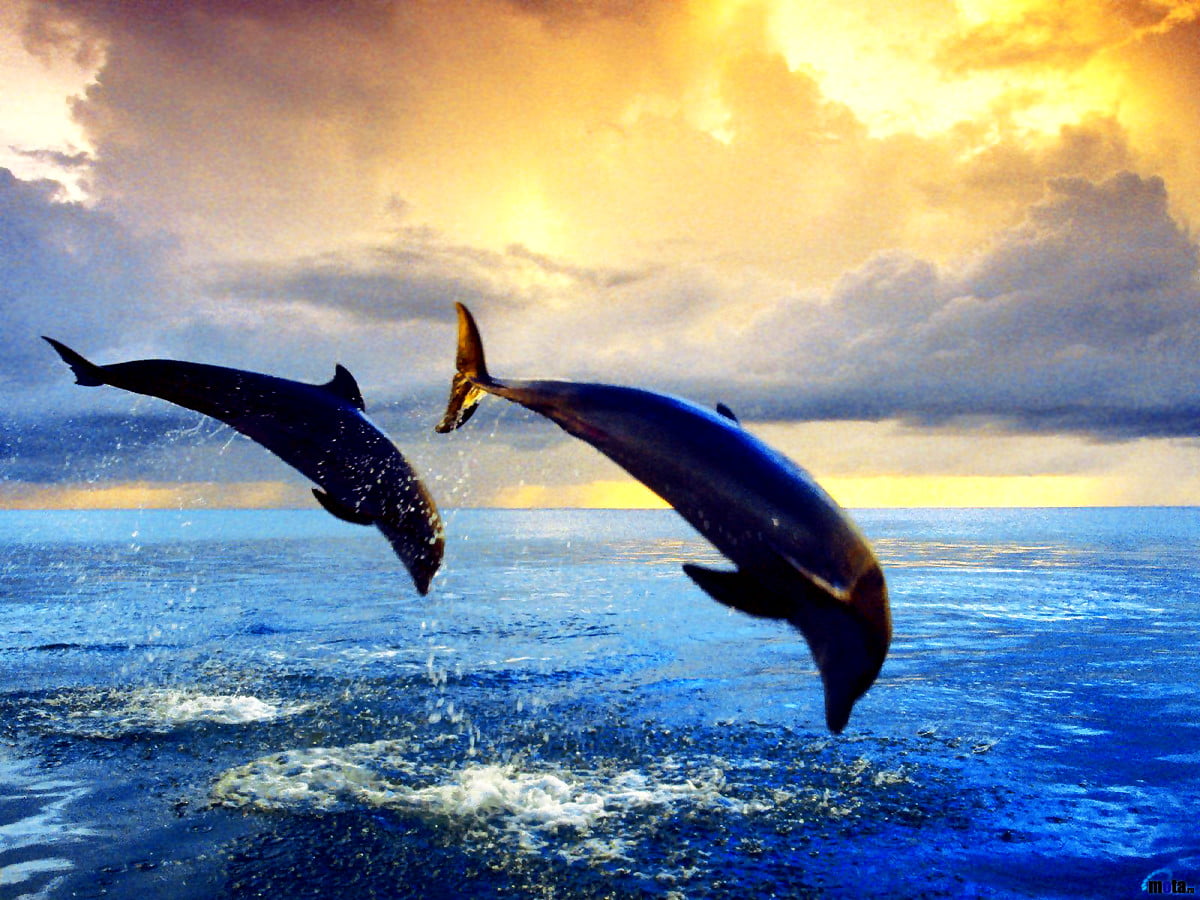 Delfin, Tursiops, Dyr baggrund | Gratis Bedste baggrund
