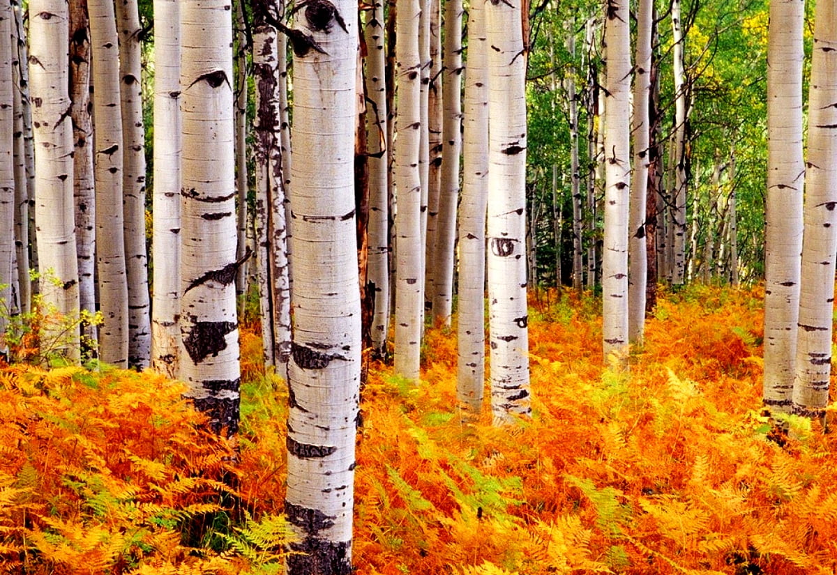 Betula Papyrifera, Sale De, Álamo Temblón Americano - fondo de ...