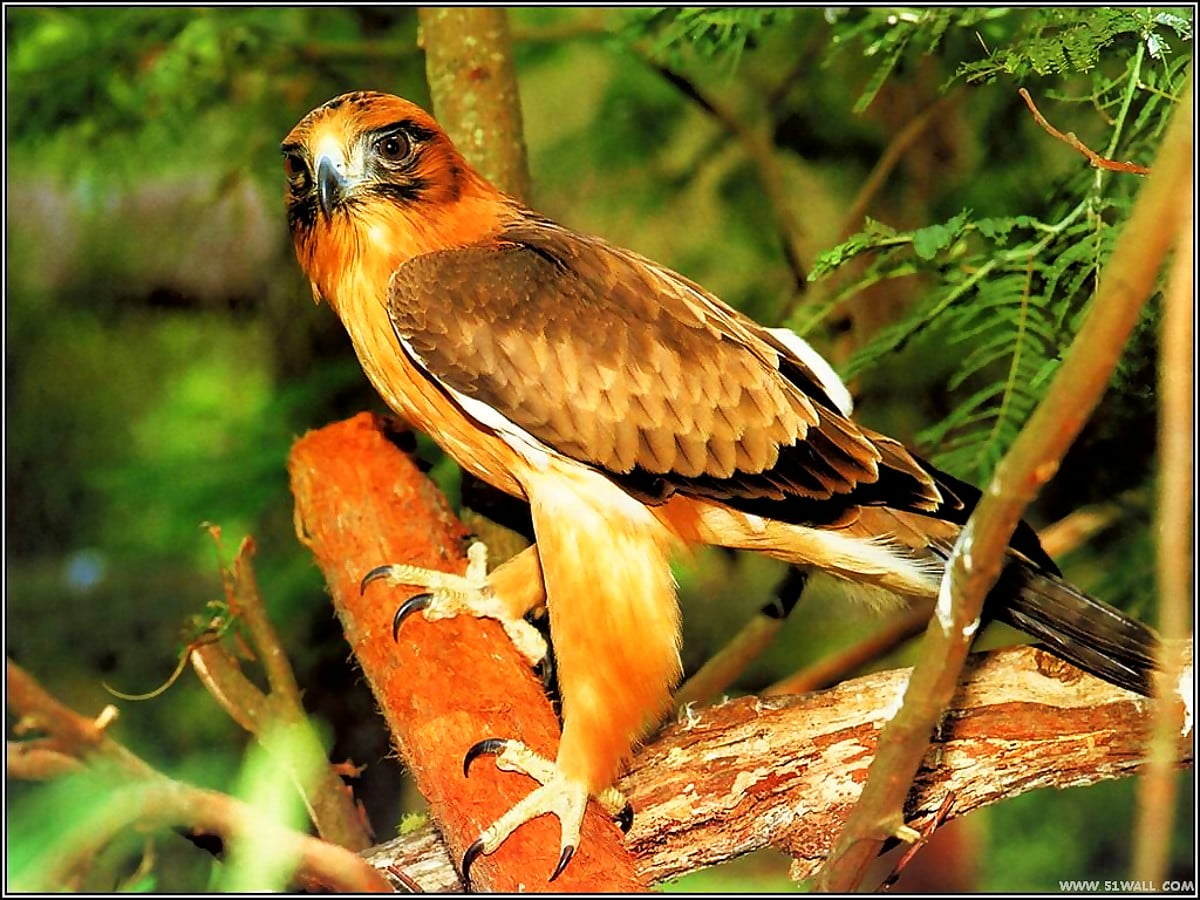 Wallpaper Pájaro, Águila, Animales chulo | Descargar Wallpaper
