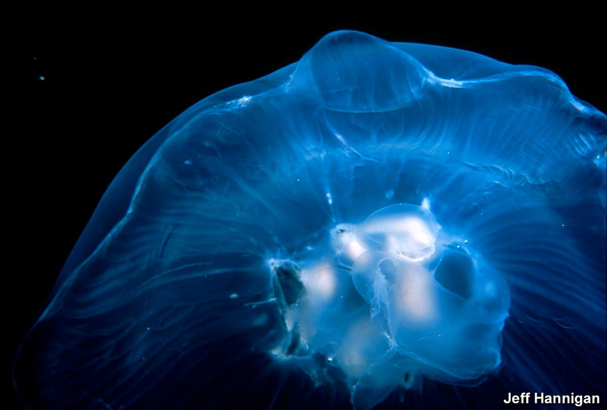 40+ Zooplankton backgrounds HD | Download Free wallpapers