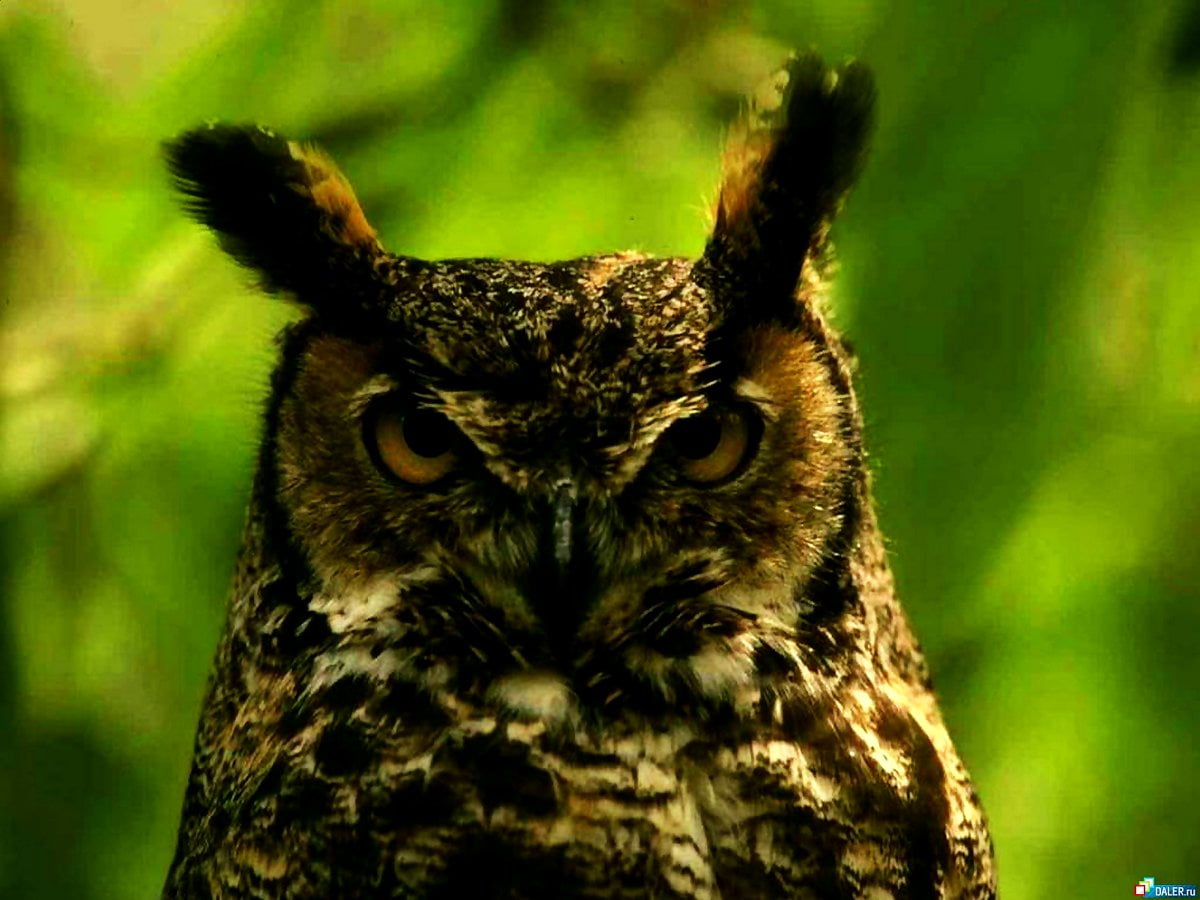 80+ Owl backgrounds HD | Download Free wallpapers