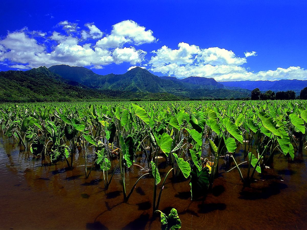 20+ Duvar kağıtları Tarım HD | Ücretsiz Duvar Kağıtları