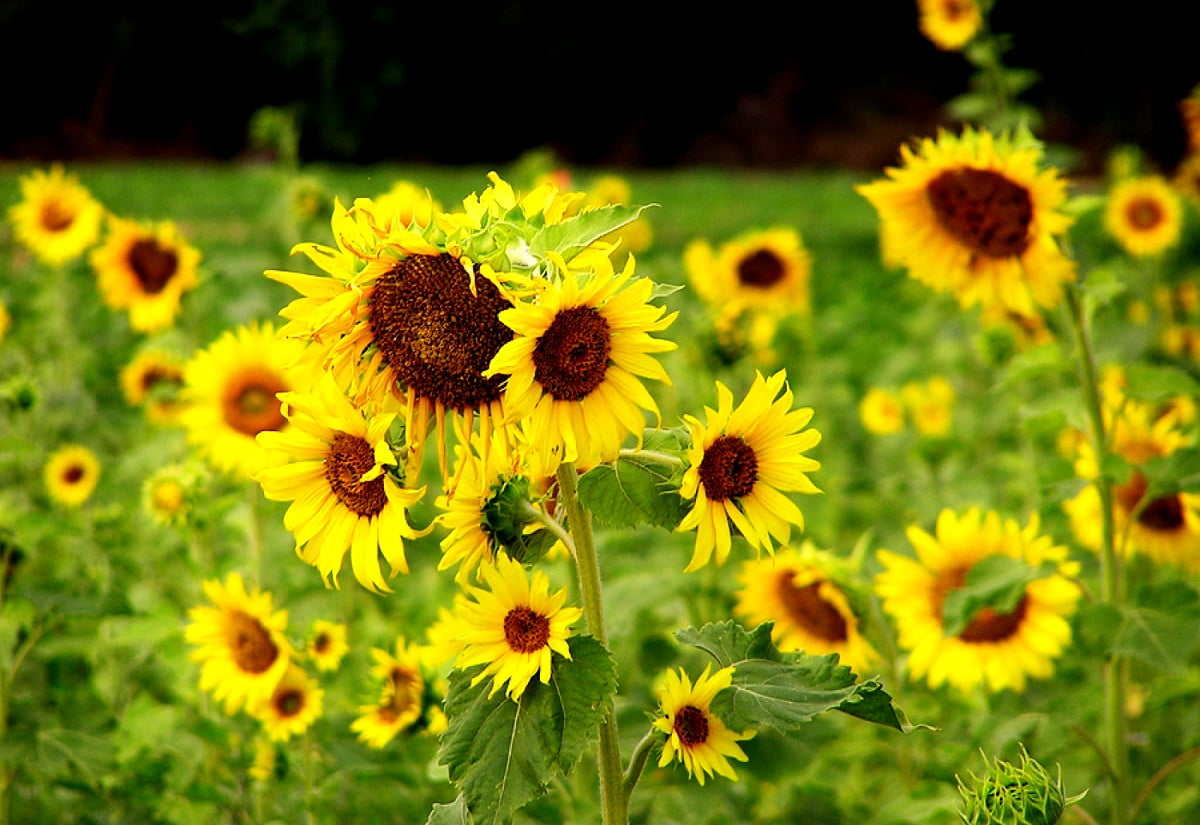 Blomster, Solsikke, Gule billede til baggrund | Gratis Top baggrundsbillede