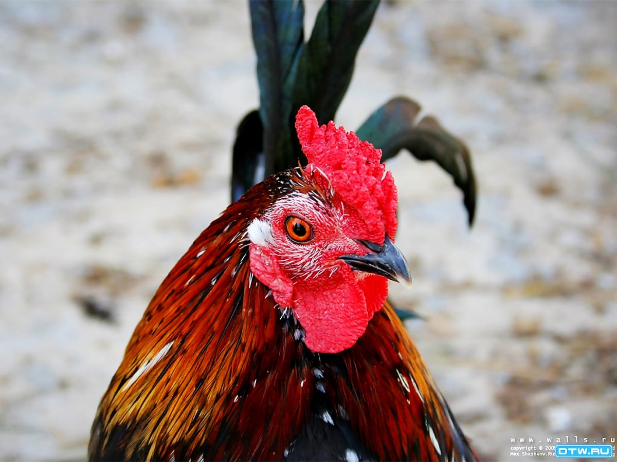 Hane baggrunde HD | Download Gratis Baggrundsbilleder