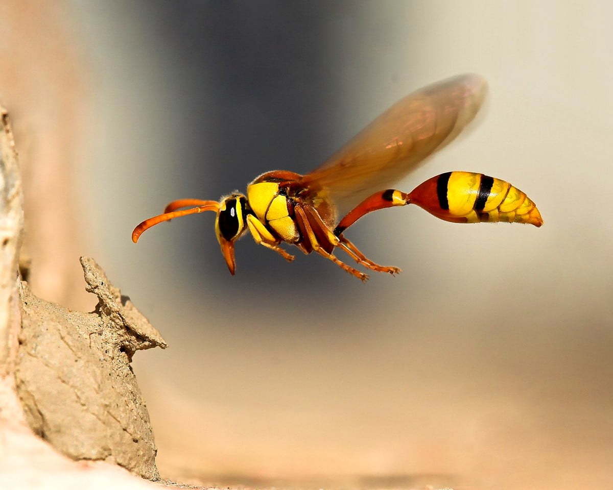 Cool wallpaper Abstract Minimalism, Insects, Wasp 🔥 FREE Download ...