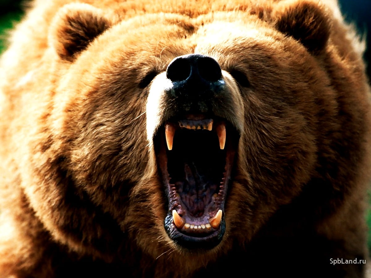 Cool wallpaper Bear, Brown Bear, Grizzly Bear | FREE Download backgrounds