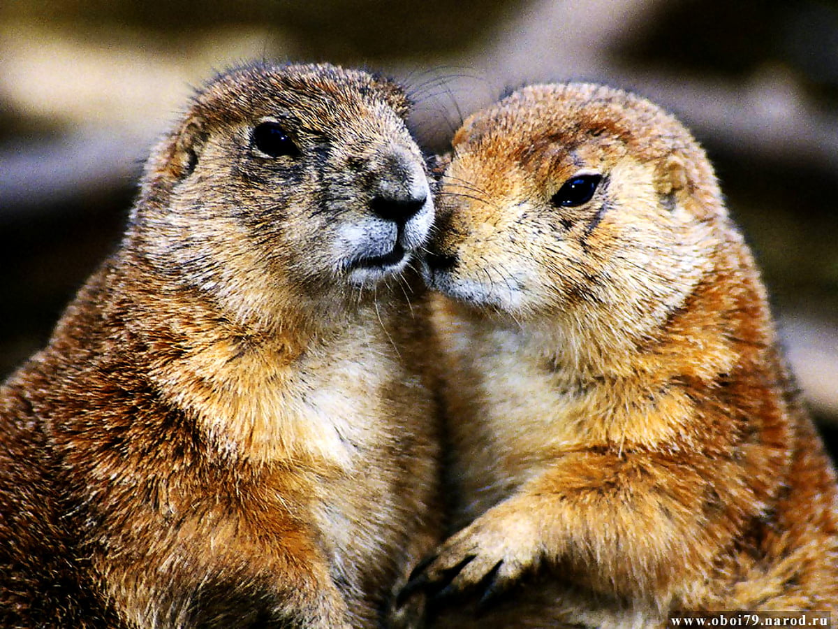 Fonds d'écran Marmotte HD | Télécharger Gratuitement