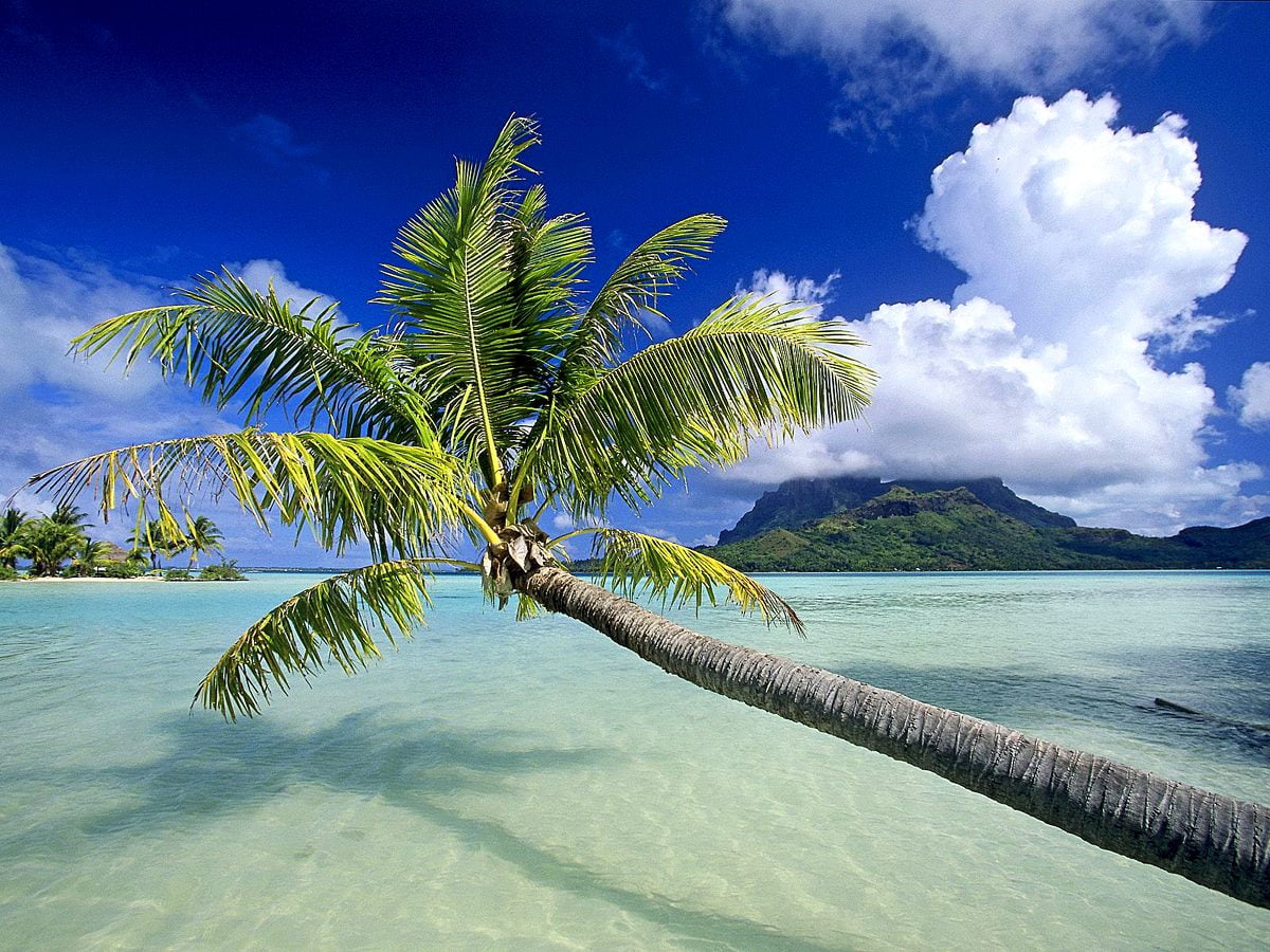 230+ Fondos de pantalla - Zona tropical HD | Fondos Gratis