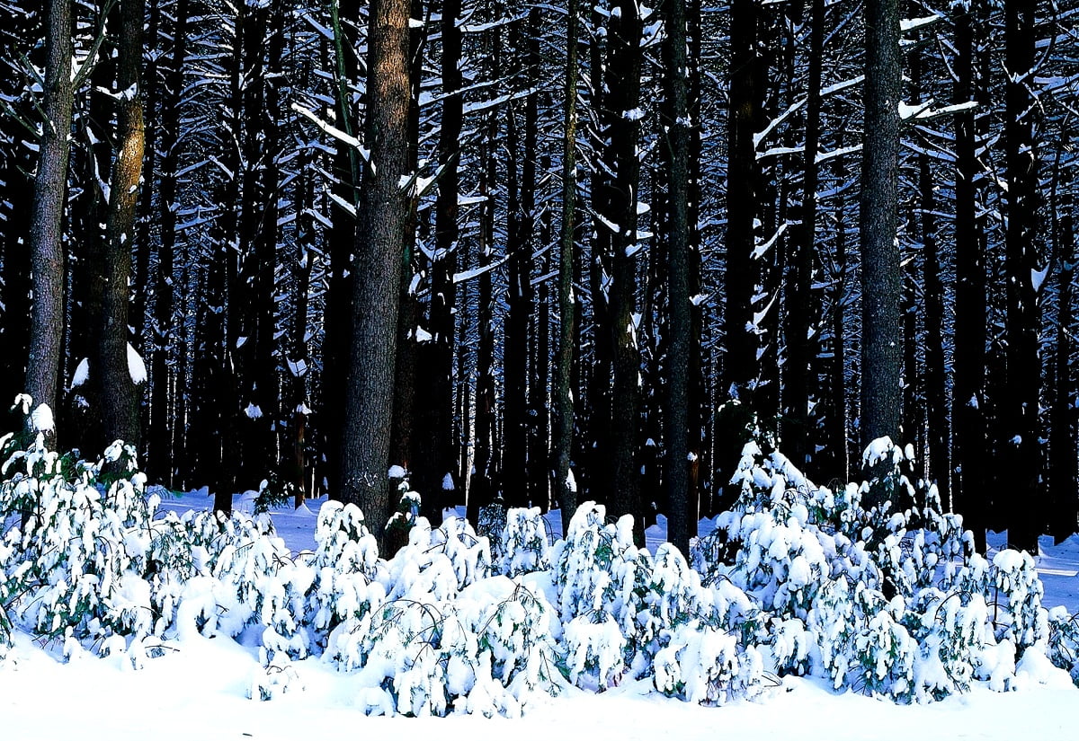 20+ Spruce-fir forest wallpapers HD | Download Free backgrounds