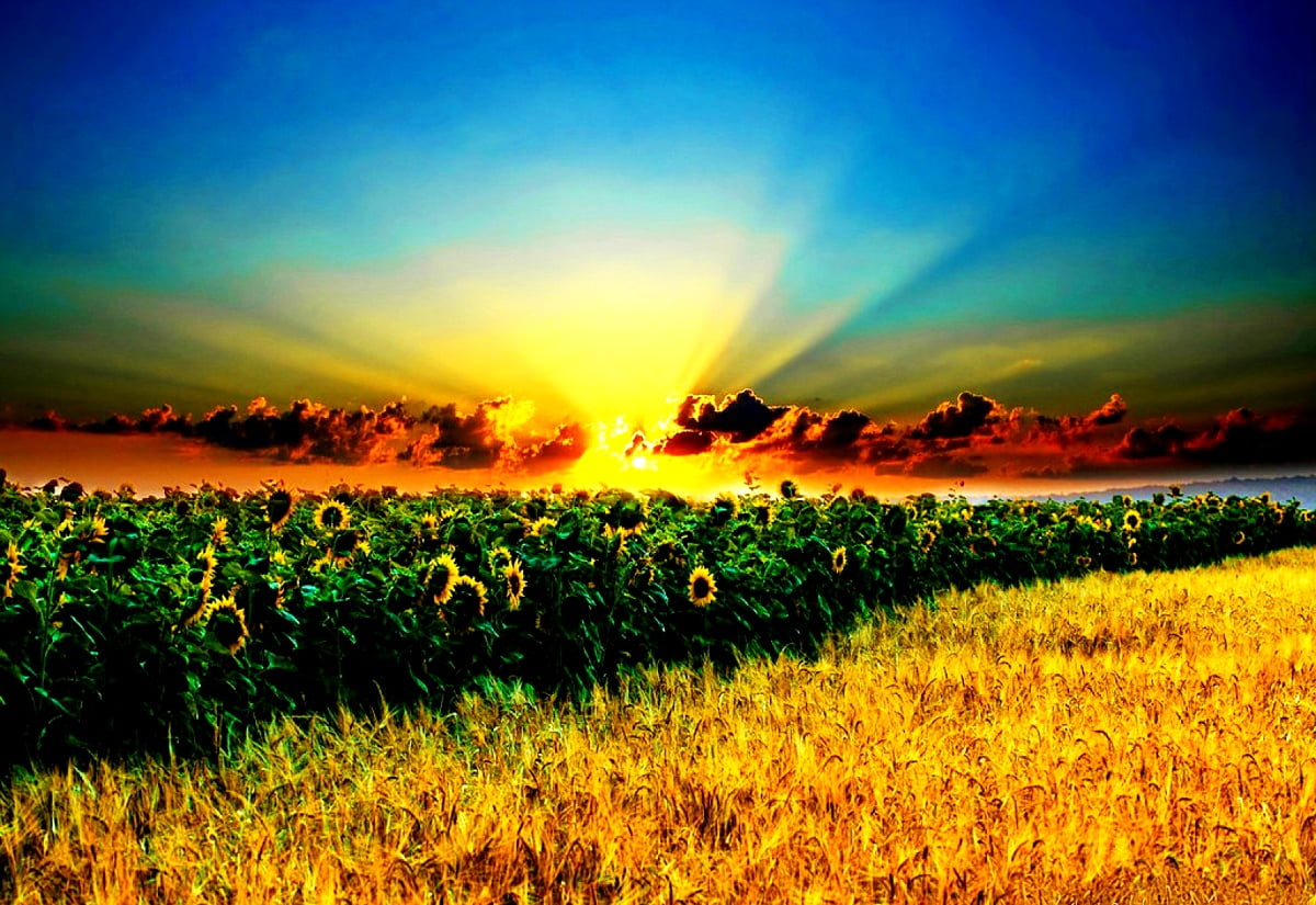 540+ Field background images | Download Free wallpapers