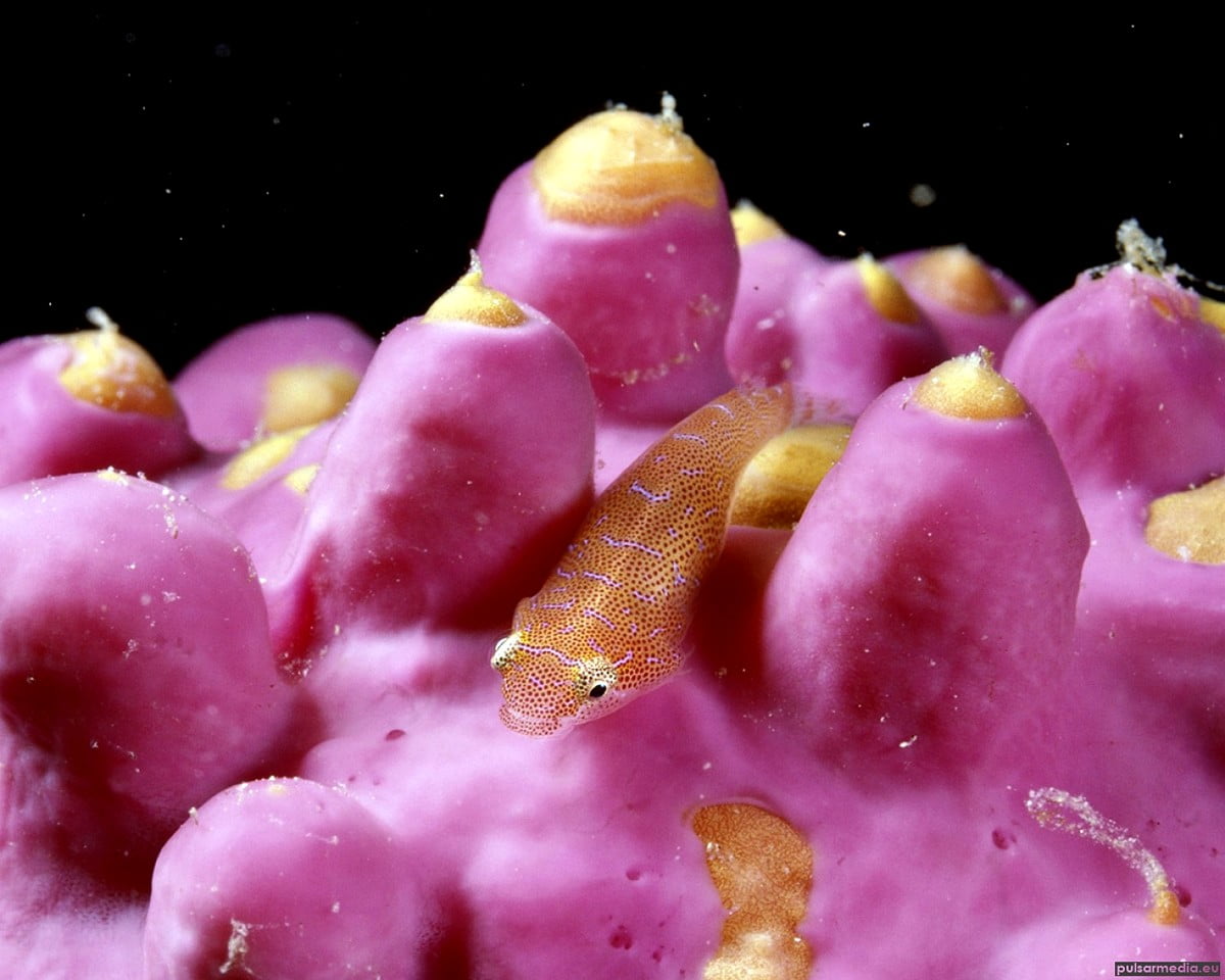 Bakgrunnsbilde Bløtdyr, Rosa, Frukt | Gratis Nedlasting av bakgrunner