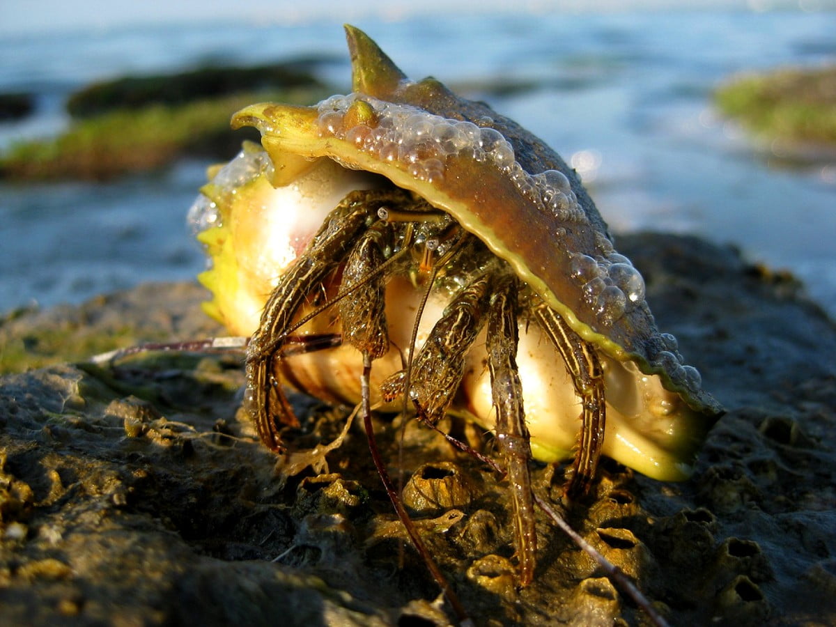 Fonds d'écran Algue HD |Télécharger Gratuitement