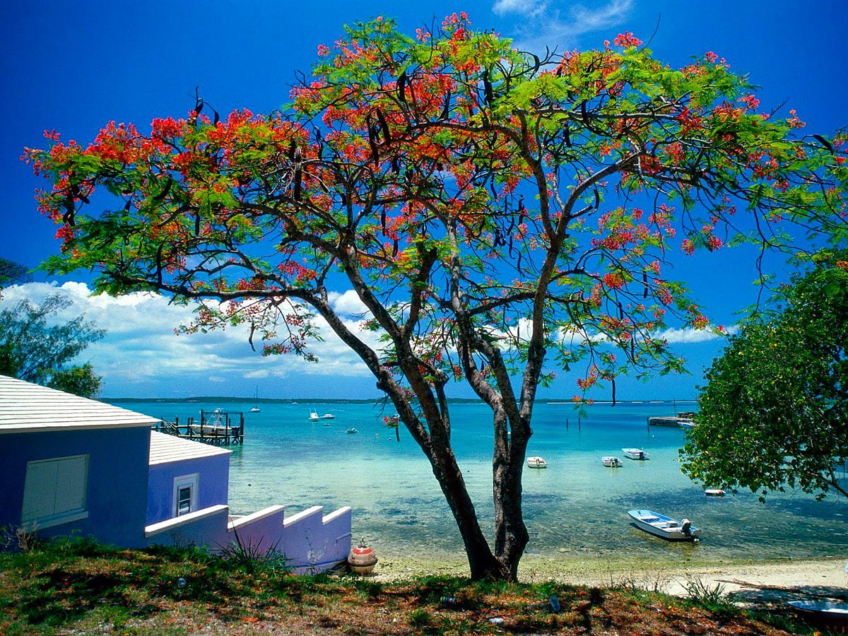Beach, Nature, Caribbean wallpaper | TOP Free Download images