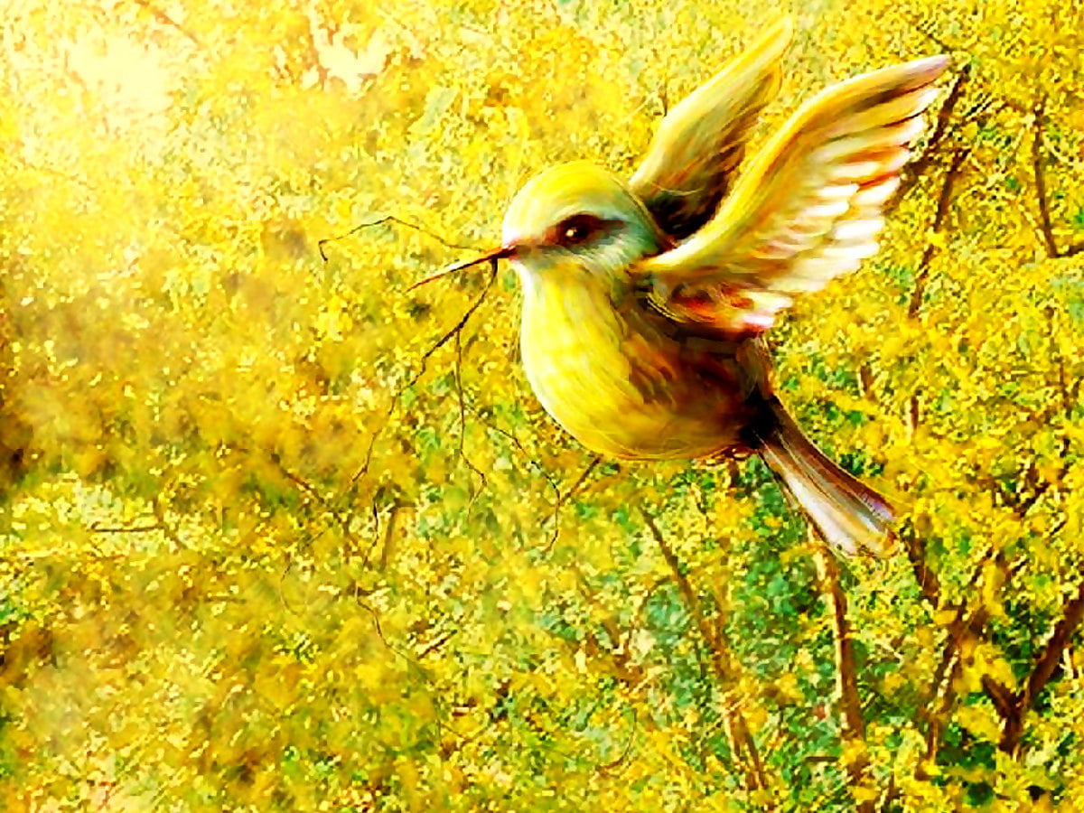 Photo pour fond d'écran Oiseau, Animaux, Jaunes | Meilleurs photos