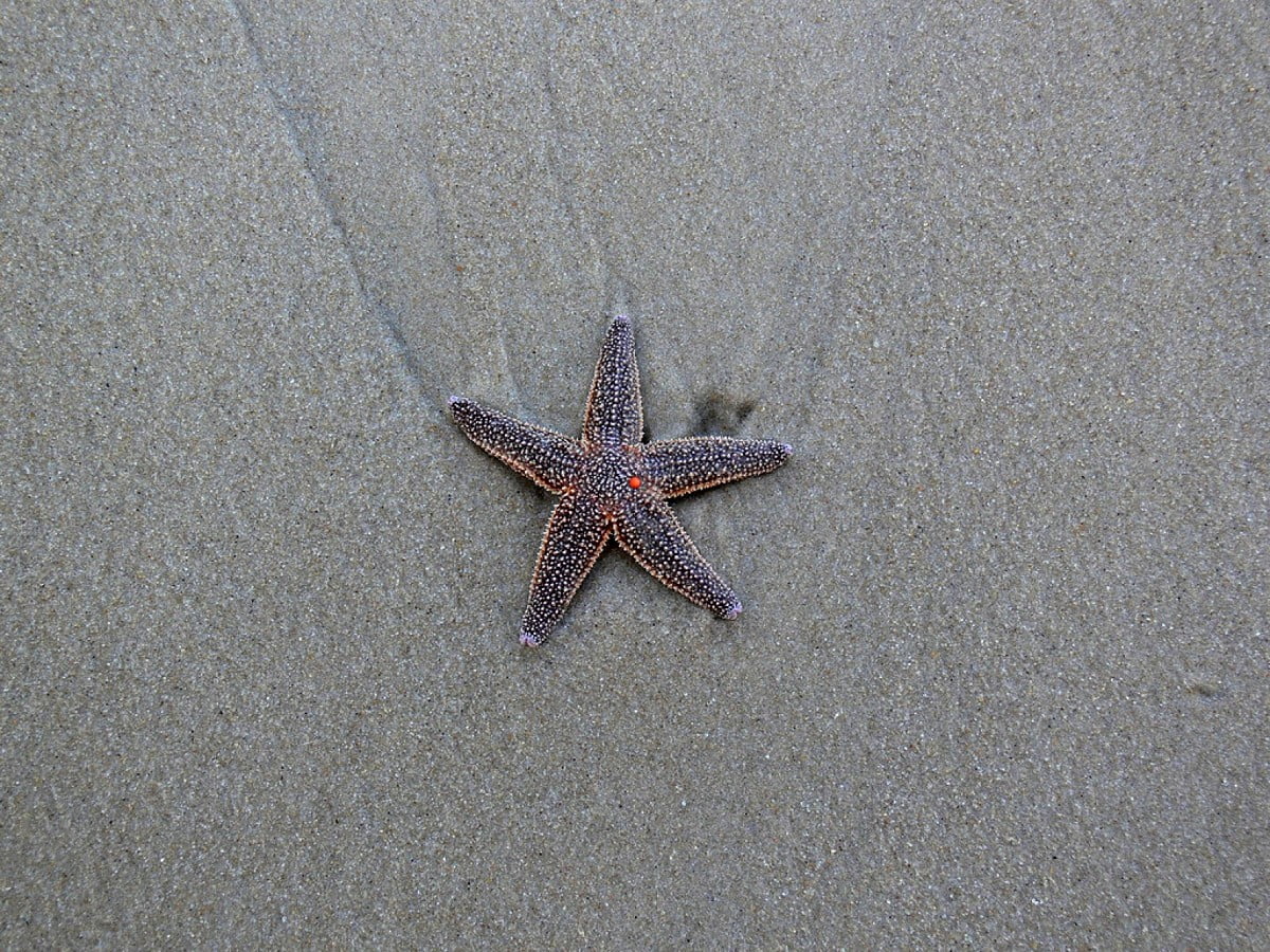 30+ Starfish wallpapers HD | Download Free backgrounds