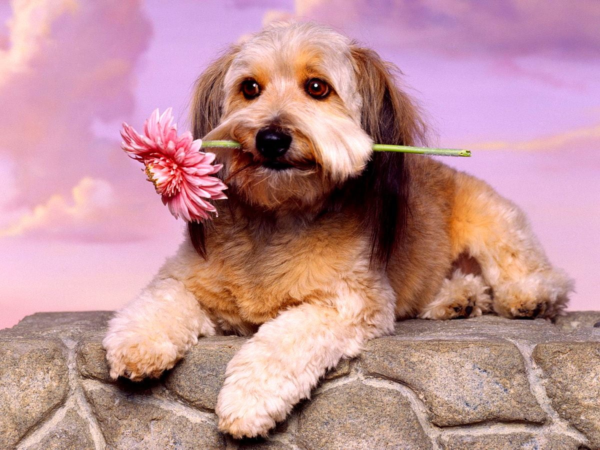 180+ Fonds d'écran Chiens HD | Télécharger Gratuitement