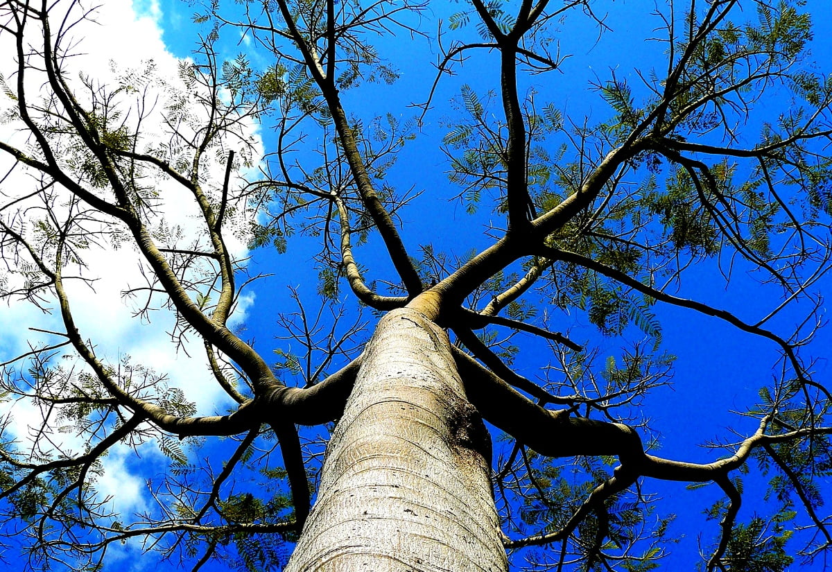 Fondo de escritorio Betula Papyrifera, Nubes, Corteza De Nogal ...