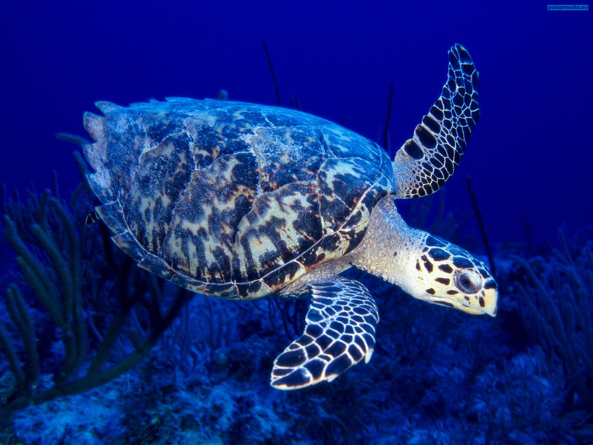 30+ Fondos de pantalla - Tortuga marina HD |Fondos Gratis