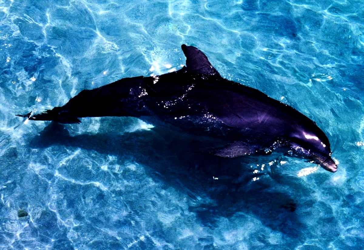 Arka plan resim Yunus, Şişeburun Yunus, Hayvanlar | Indirin Görselleri