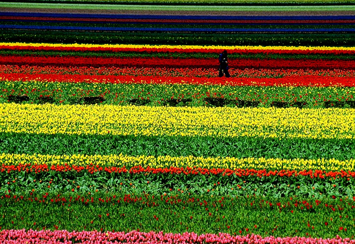 20+ Agriculture wallpapers HD 🔥 Download Free backgrounds