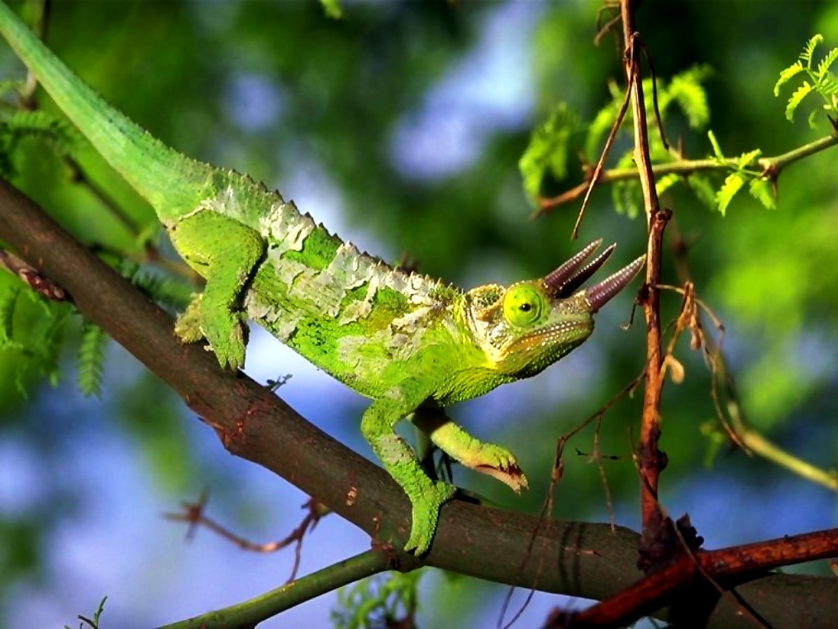 20+ Green iguana wallpapers HD | Download Free backgrounds