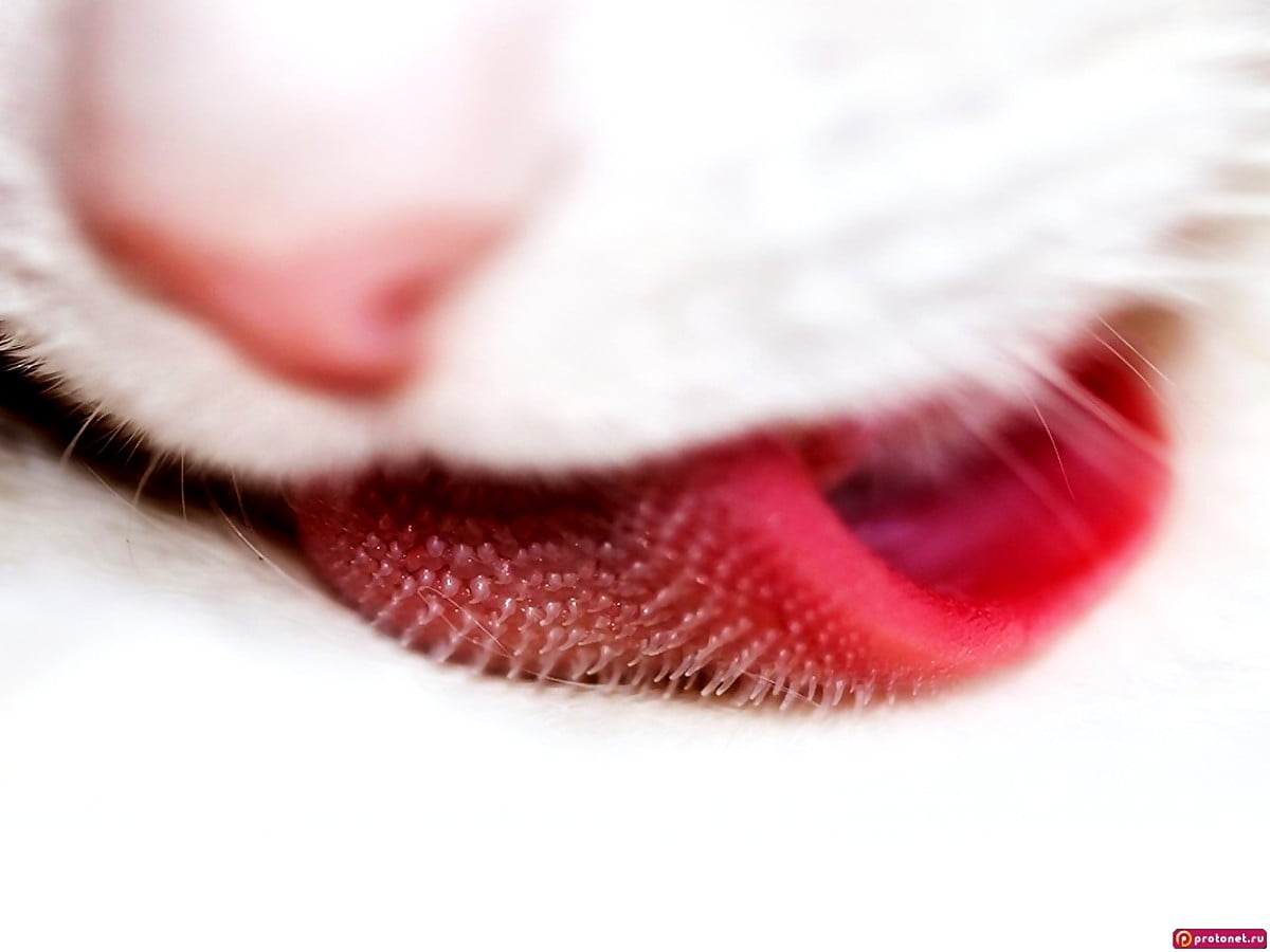 Photo Chats, Rose, Animaux | Télécharger Meilleurs images de fond