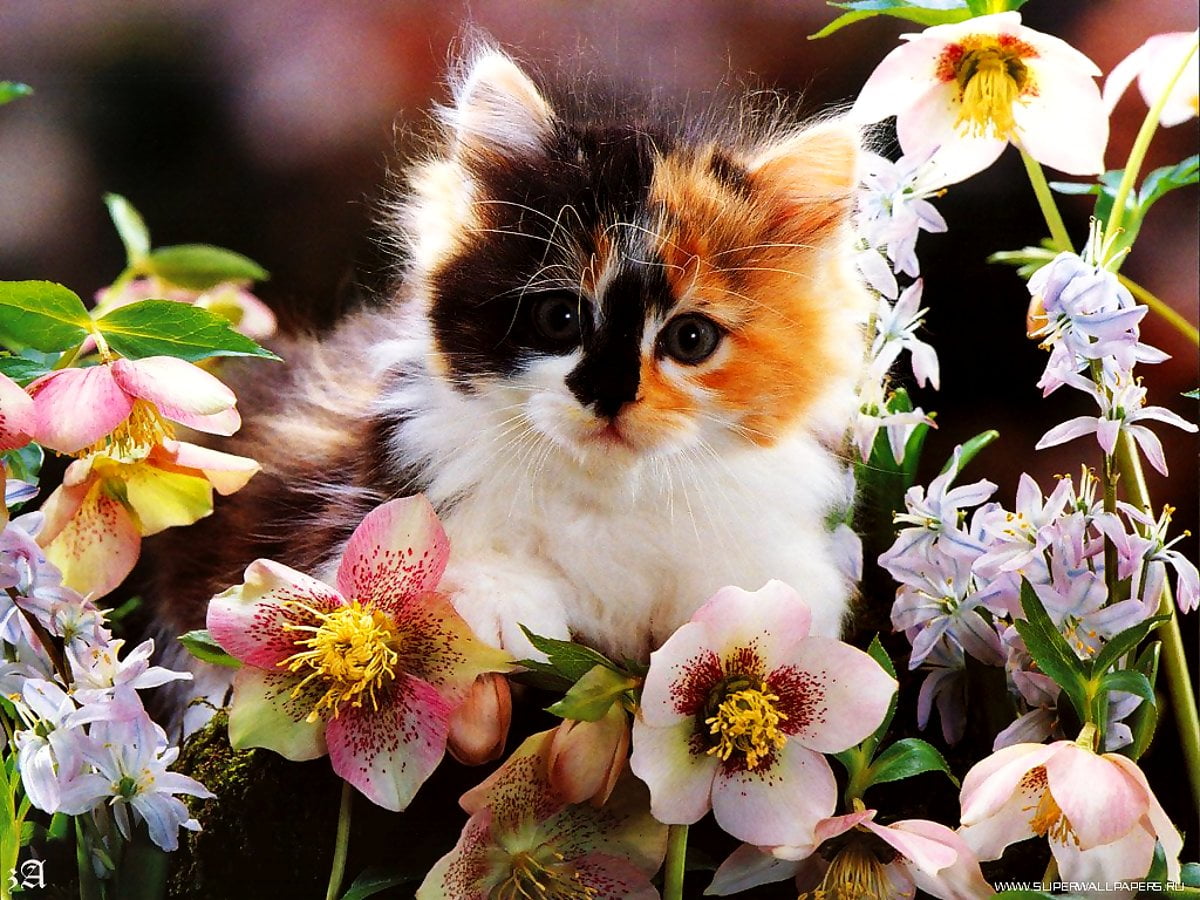 Fondos De Pantalla De Gatos Lindos Para Descargar Gratis