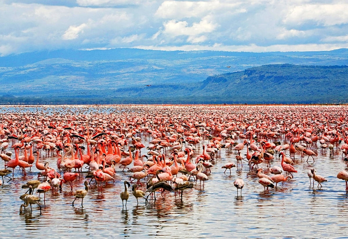 Flamingo taustakuvat HD | Lataa Ilmaiset Taustakuvat