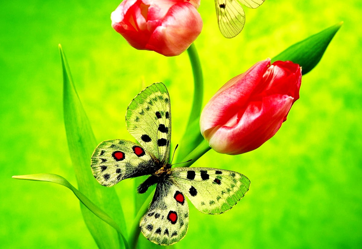 Image de fond Papillon, Insectes, Fleurs | Télécharger photos d'arrière ...