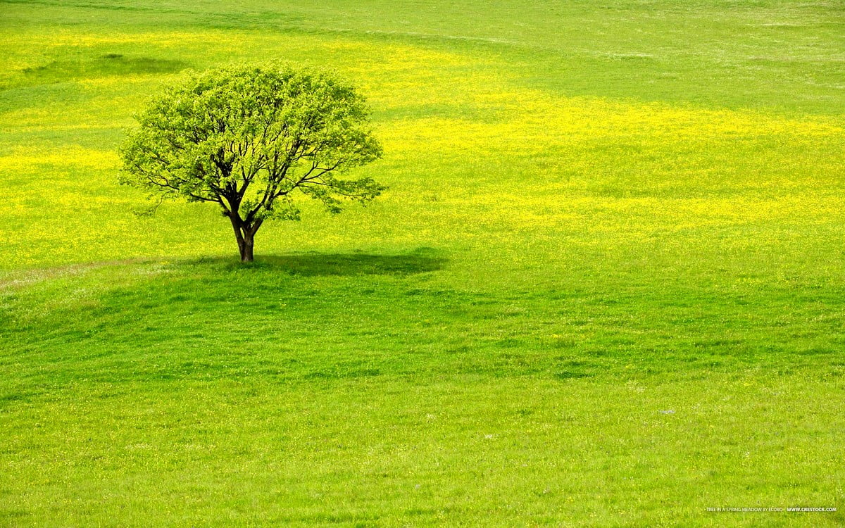 40+ Fondos de pantalla - Césped HD | Fondos Gratis