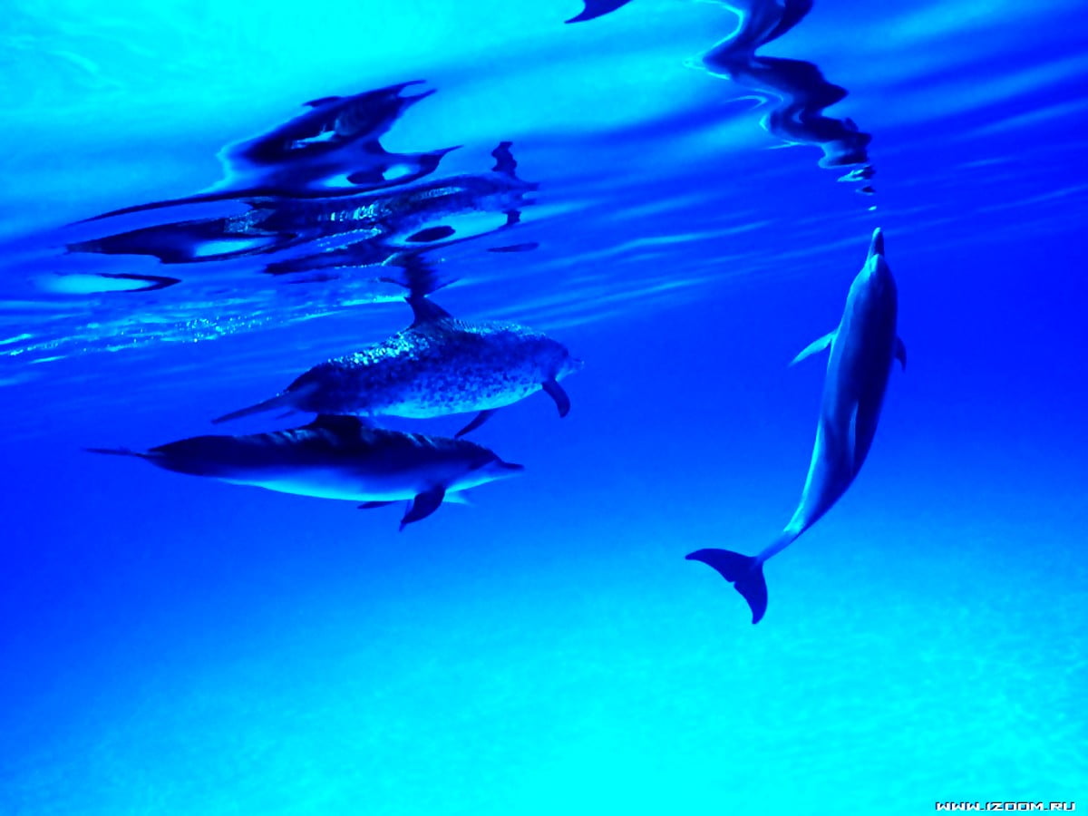 Delfiini, Pullonokkadelfiini, Eläimet taustakuva | Parhaita Ilmaisia Kuvia