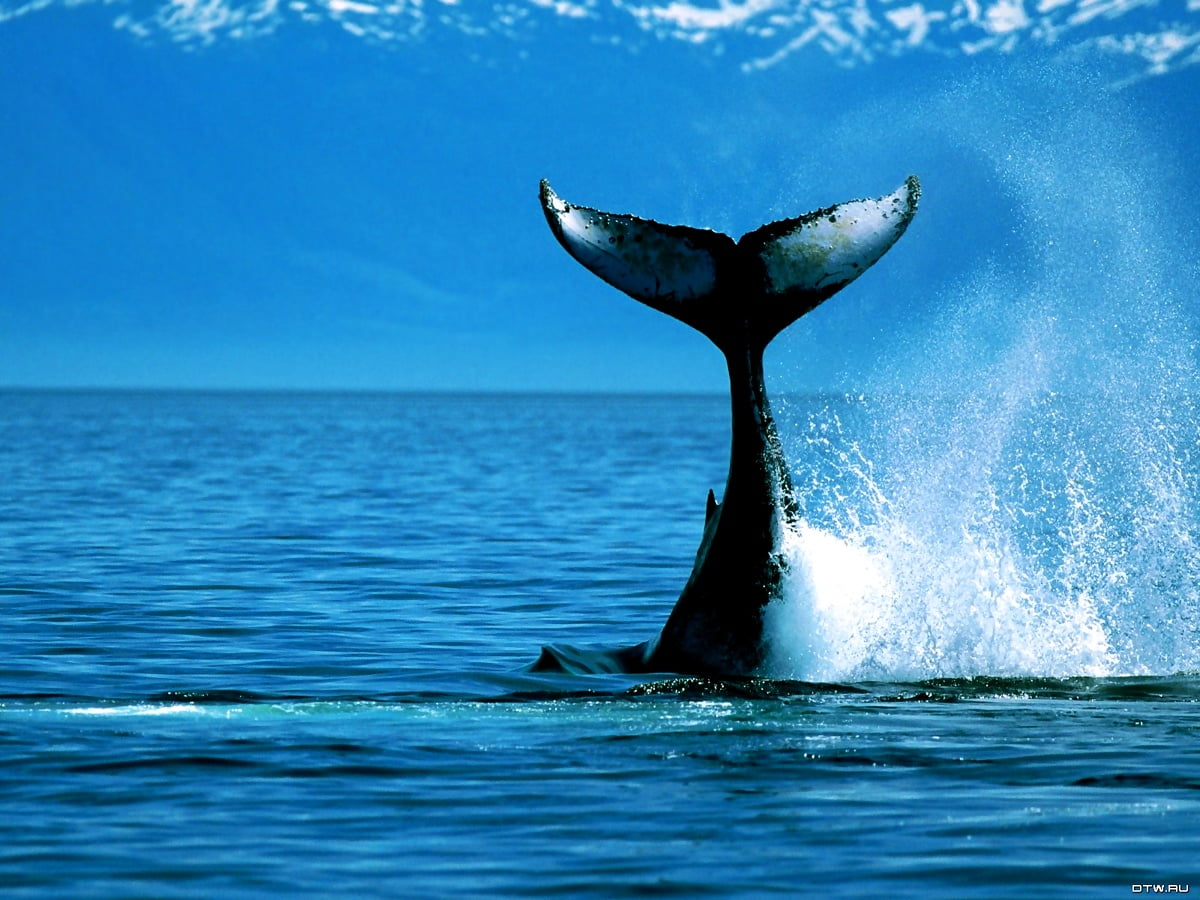 60+ Fondos de pantalla - Ballena HD | Fondos Gratis