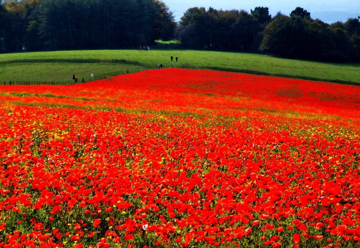 Blomster, Mark, Røde baggrundsbillede | Bedste Gratis baggrundsbillede