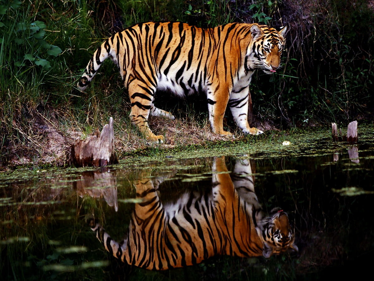100+ Tiger wallpapers phone | Download Free backgrounds