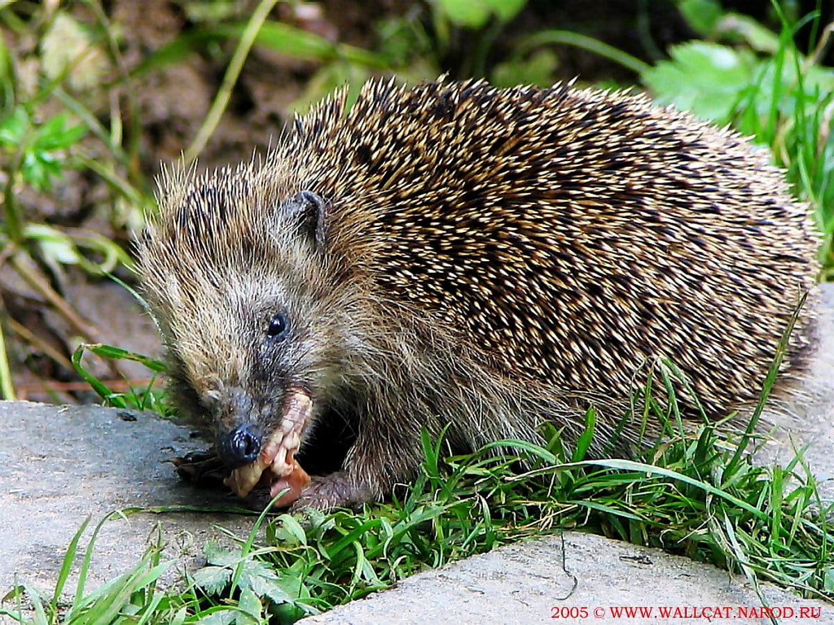 Arka plan resim Kirpi, Evcilleştirilmiş Kirpi, Yeşil | Indirin Görselleri