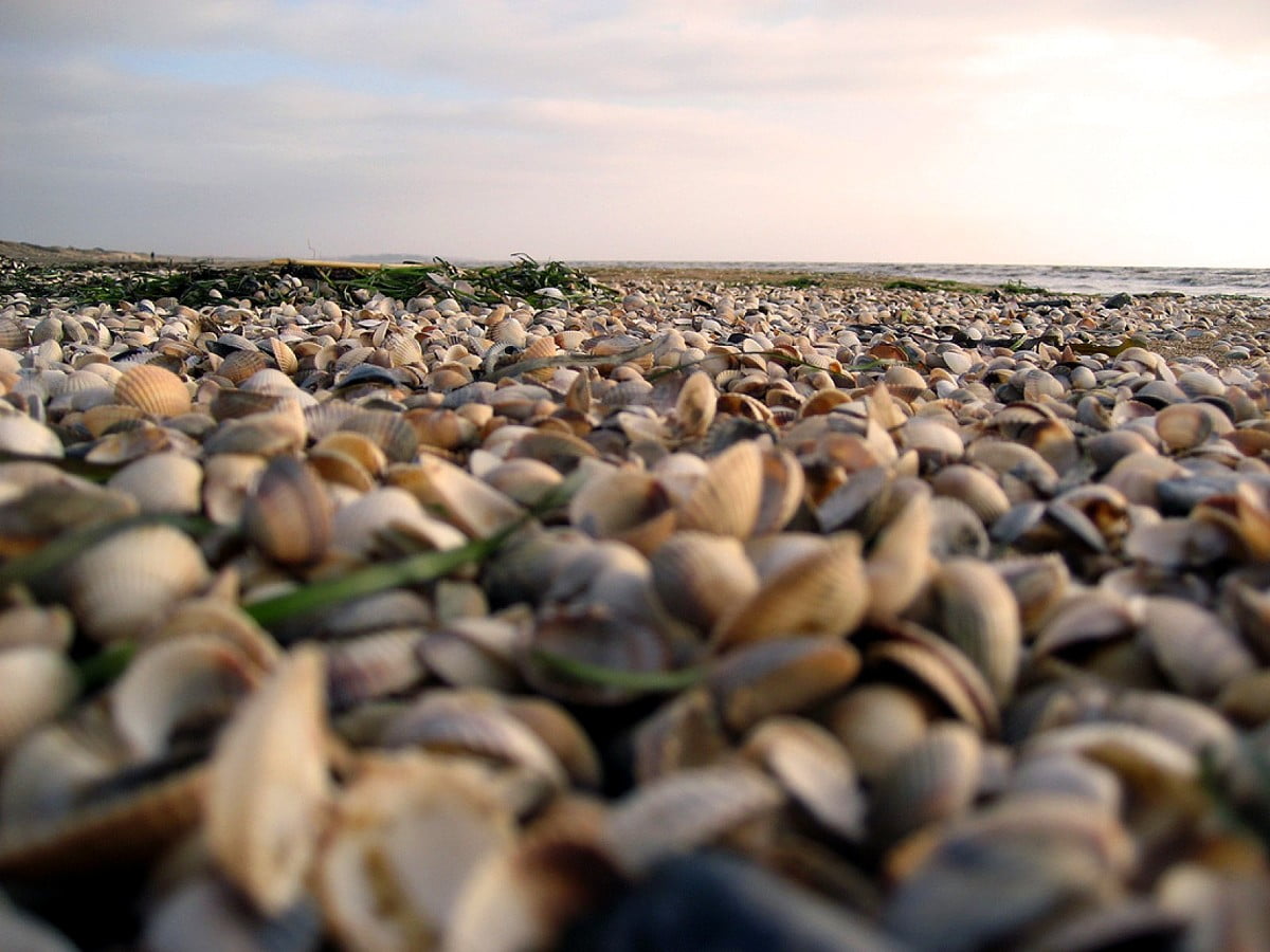 50+ Pebble wallpapers HD | Download Free backgrounds